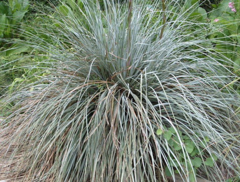 Silver Trees and Bushes: Description, Photos, Features of Cultivation