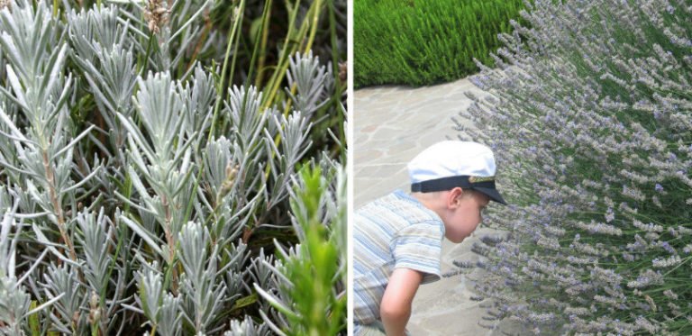 Silver Trees and Bushes: Description, Photos, Features of Cultivation