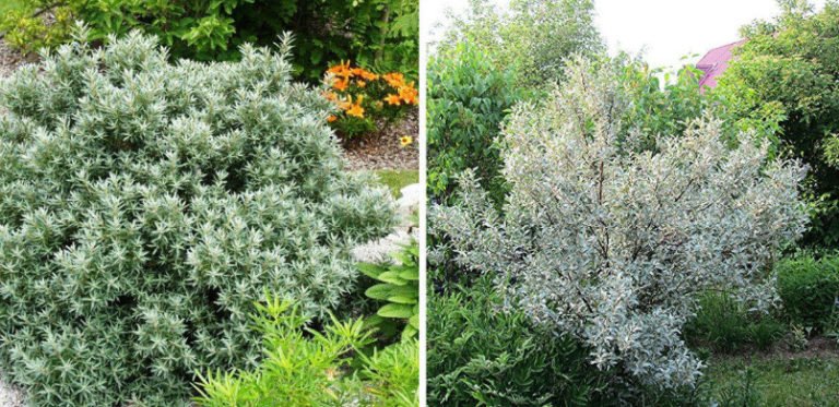 Silver Trees and Bushes: Description, Photos, Features of Cultivation