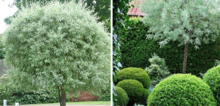 Silver Trees and Bushes: Description, Photos, Features of Cultivation