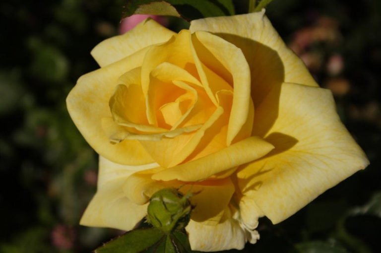 The Best Varieties of Yellow Roses, or Why You Don't Need a Yellow Garden