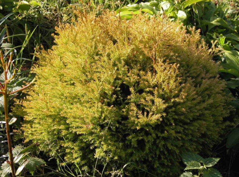 Varieties of Thuja Occidentalis: a Variety of Shapes and Sizes. Photo ...