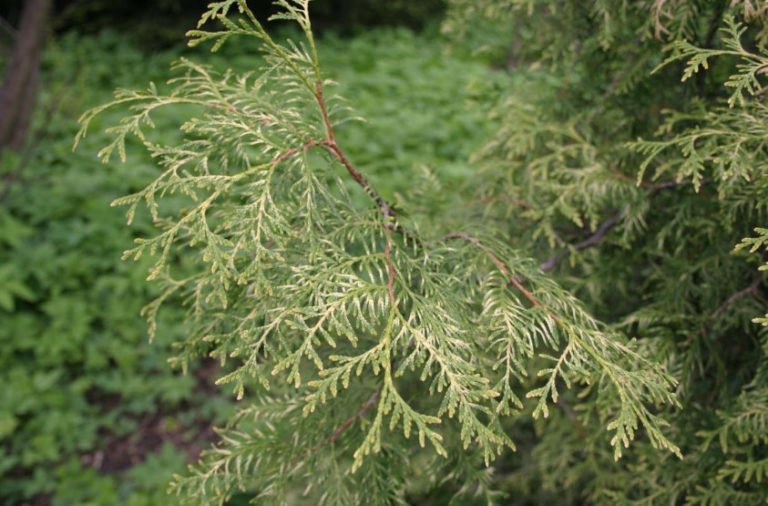 Varieties of Thuja Occidentalis: a Variety of Shapes and Sizes. Photo ...