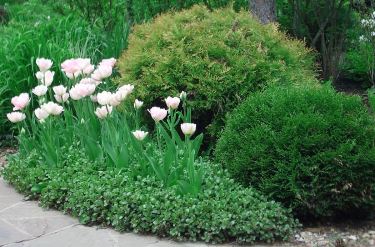 Varieties of Thuja Occidentalis: a Variety of Shapes and Sizes. Photo ...