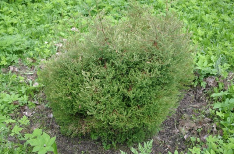 Varieties of Thuja Occidentalis: a Variety of Shapes and Sizes. Photo ...