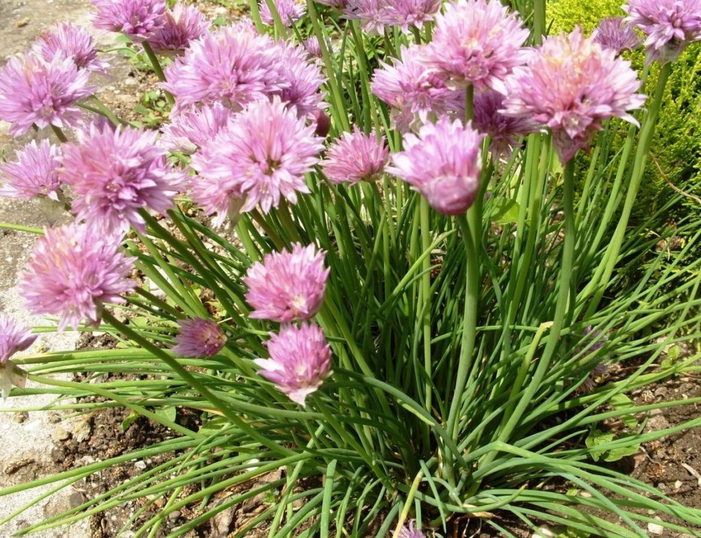 Allium Schoenoprasum and Its Advantages