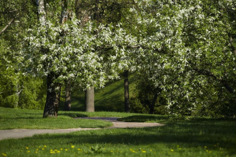 How To Plant And Care For Prunus Padus