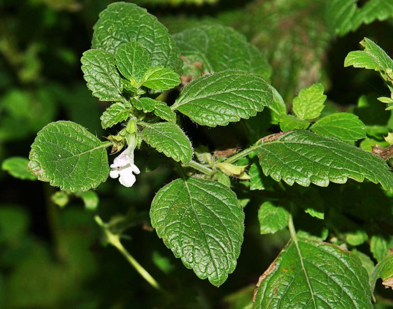 How To Plant And Care For Melissa Officinalis