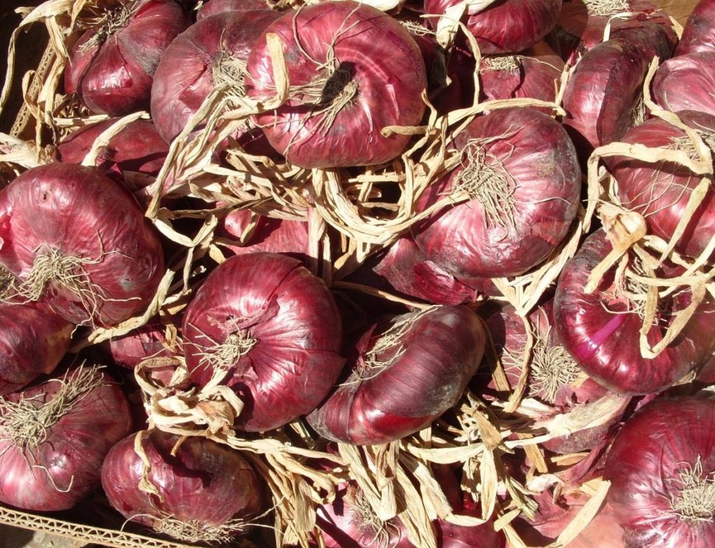 Usual and Unusual Facts About Allium Cepa