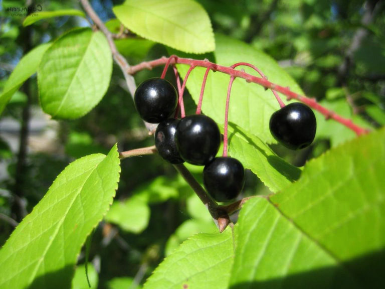 How To Plant And Care For Prunus Padus