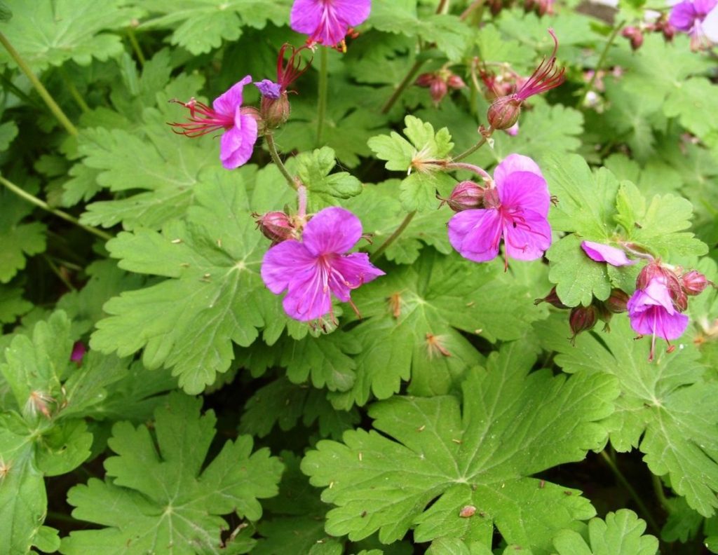 Geranium Macrorrhizum Will Help to Decorate Your Garden