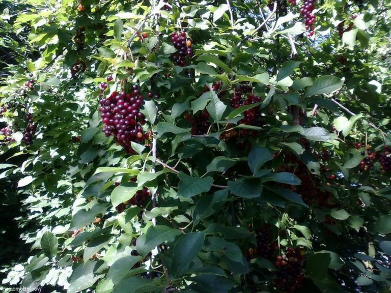 How To Plant And Care For Prunus Padus