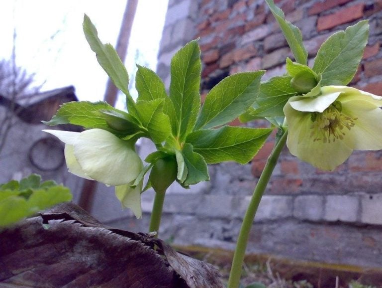How To Plant And Care For Hellebore