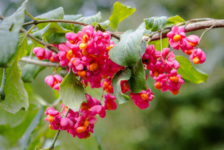 Euonymus: Planting and Care, Species and Varieties - Best Landscape Ideas