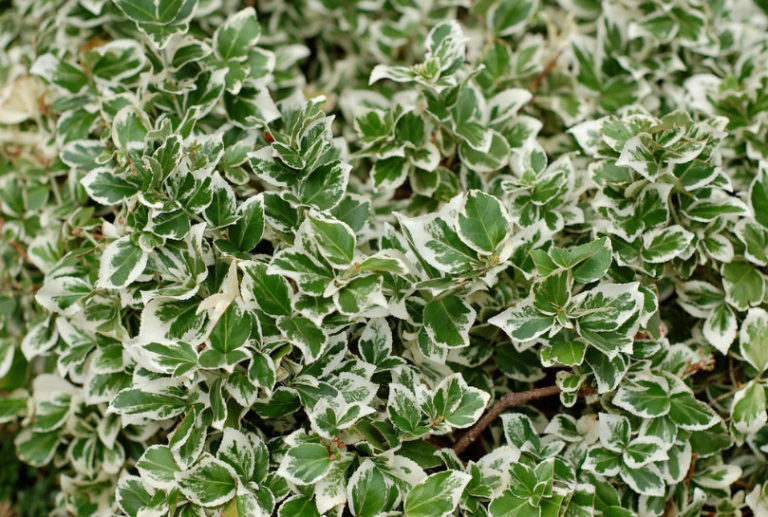 Euonymus: Planting and Care, Species and Varieties