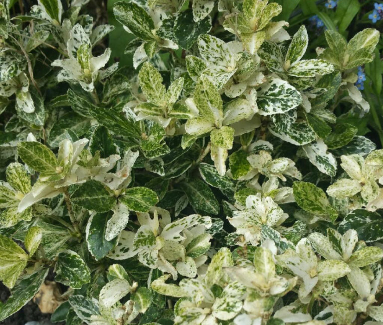 Euonymus: Planting and Care, Species and Varieties