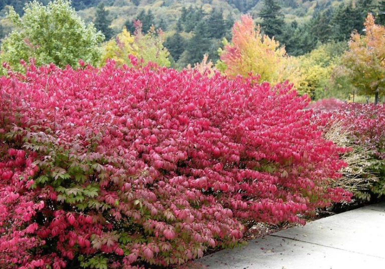 Euonymus: Planting and Care, Species and Varieties
