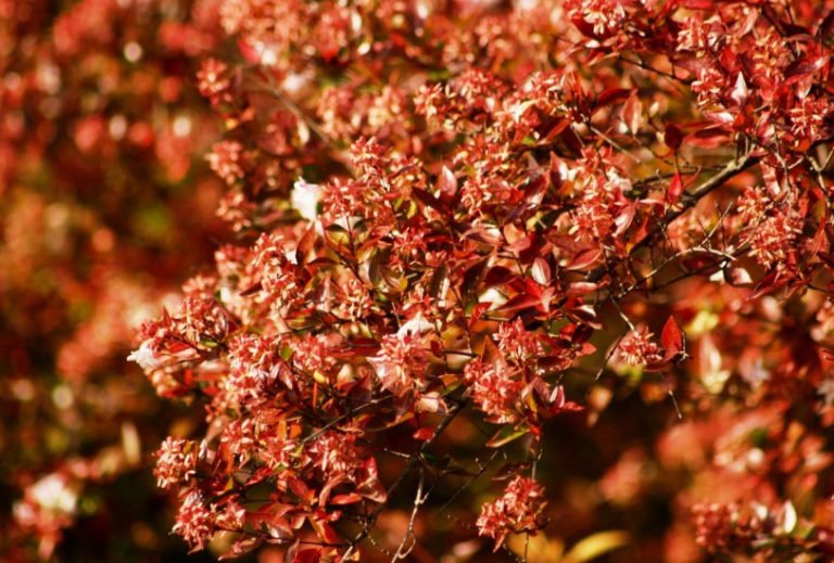 Autumn Garden Attire: Trees and Shrubs With Red Foliage - Best ...