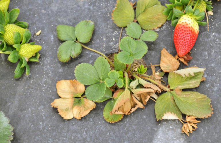 FUSARIUM WILT, STRAWBERRY - USA: NEW STRAIN (CALIFORNIA)