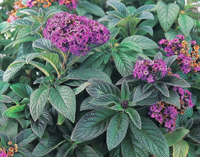 Heliotropium: Planting and Care, Species and Varieties