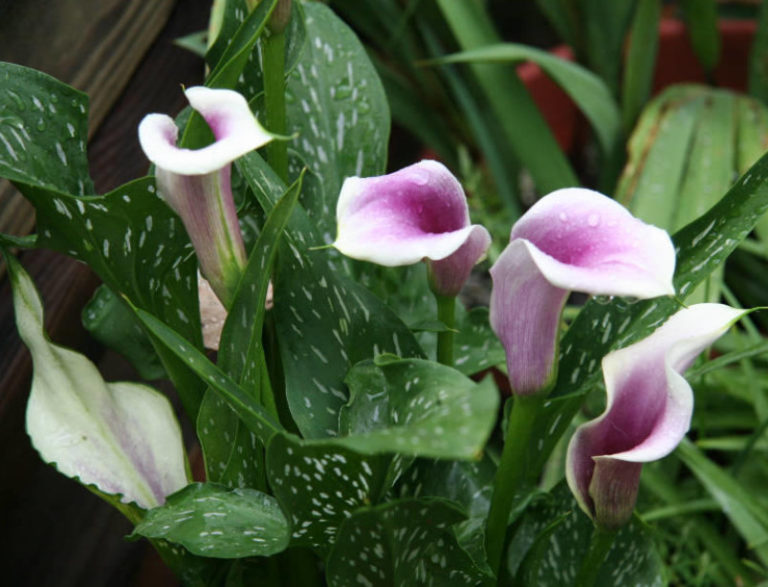 Calla in the Garden: Planting and Care, Types and Varieties - Best ...