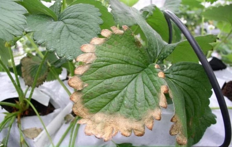 How to Feed Strawberries Garden: Signs of Deficiency of Nutrients