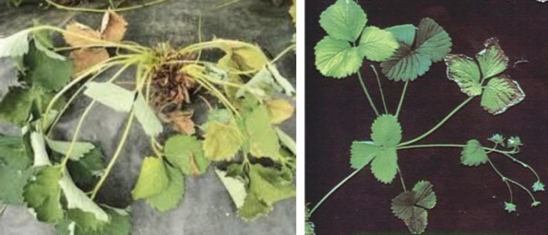 How to Feed Strawberries Garden: Signs of Deficiency of Nutrients