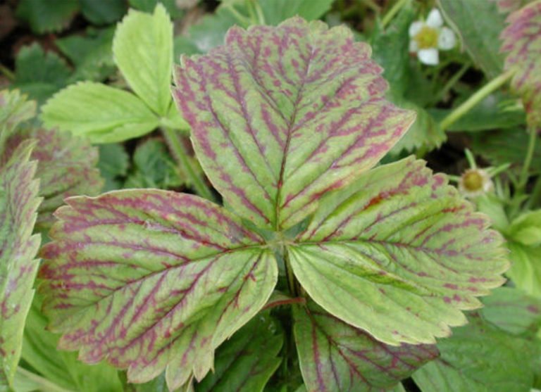 How to Feed Strawberries Garden: Signs of Deficiency of Nutrients