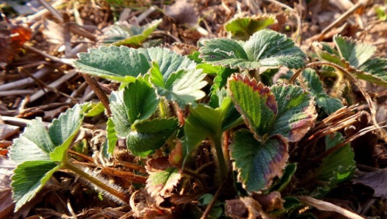 How to Feed Strawberries Garden: Signs of Deficiency of Nutrients