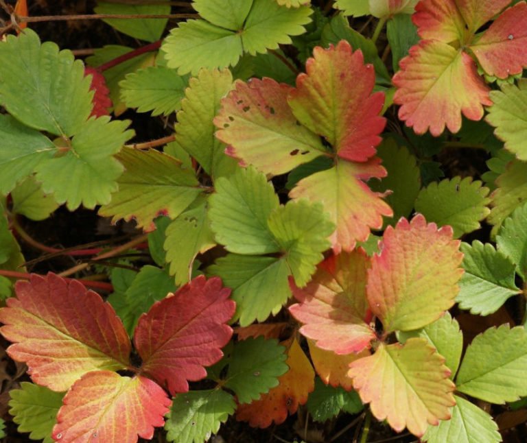 How to Feed Strawberries Garden: Signs of Deficiency of Nutrients