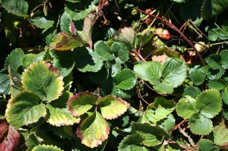 How to Feed Strawberries Garden: Signs of Deficiency of Nutrients