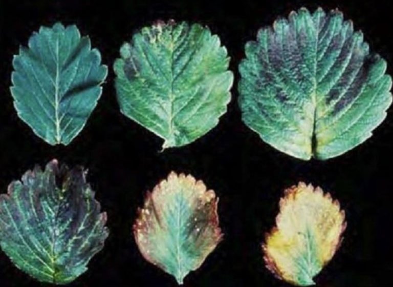 How to Feed Strawberries Garden: Signs of Deficiency of Nutrients ...