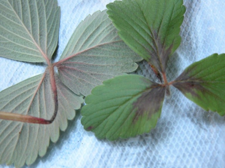 How to Feed Strawberries Garden: Signs of Deficiency of Nutrients