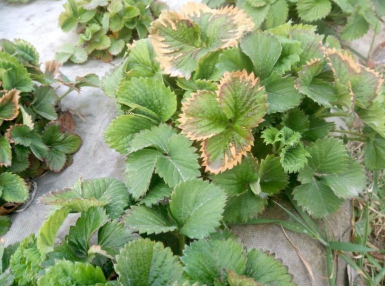 How to Feed Strawberries Garden: Signs of Deficiency of Nutrients