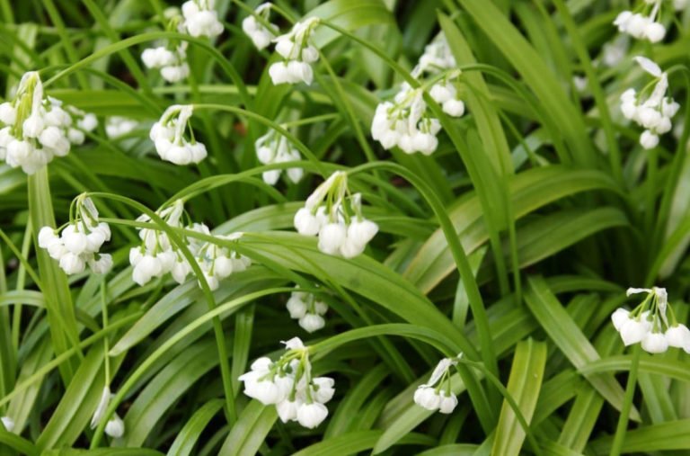 The Most Spectacular Types and Varieties of Decorative Bows - Best ...