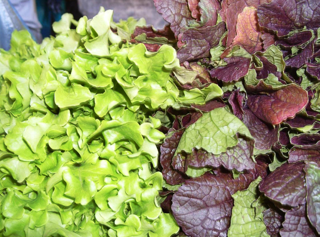 Lettuce - Beautiful and Useful Plant