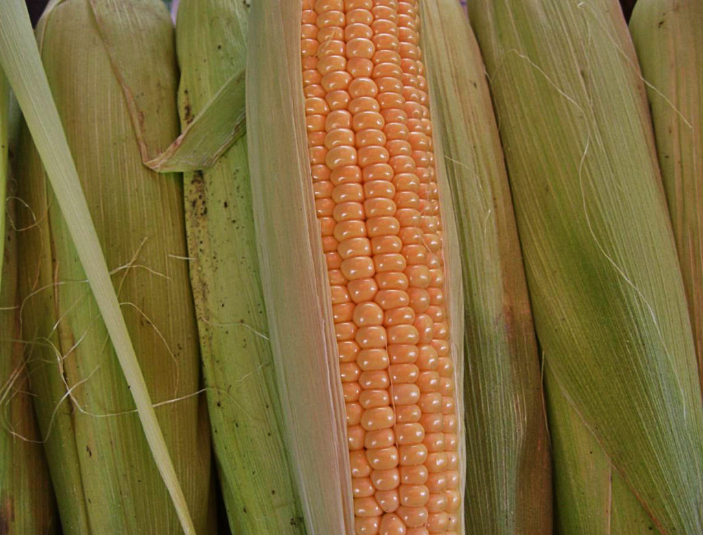 How To Plant And Care For Corn