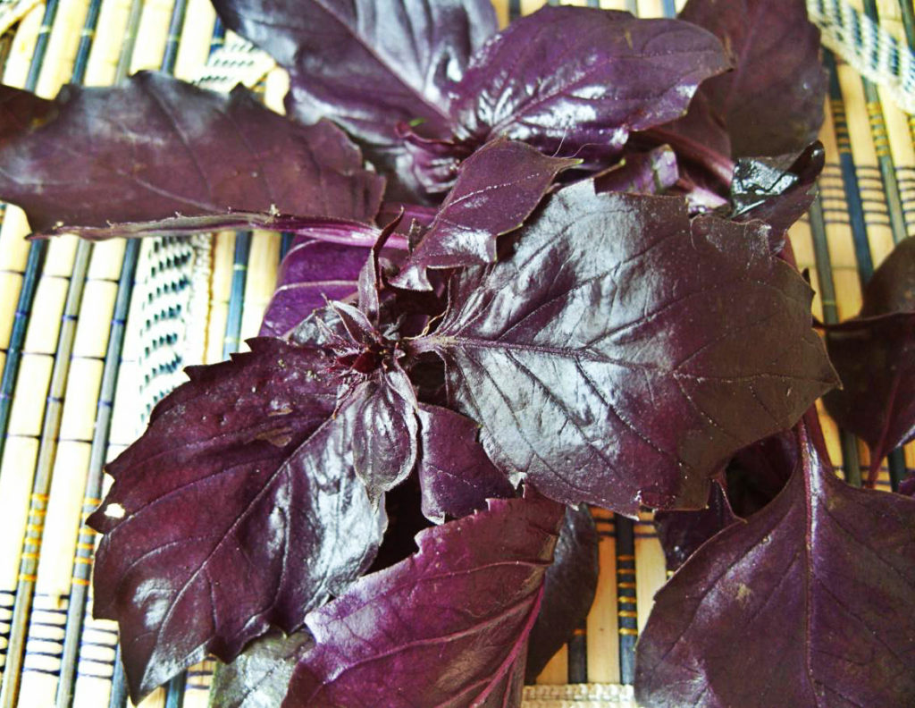 How To Plant And Care For Basil