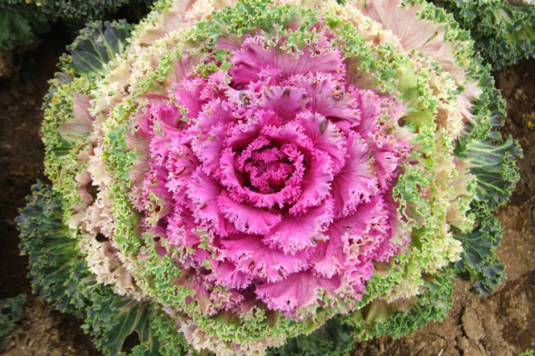 Decorative Cabbage: Planting and Care, Types and Varieties (Part 1 ...