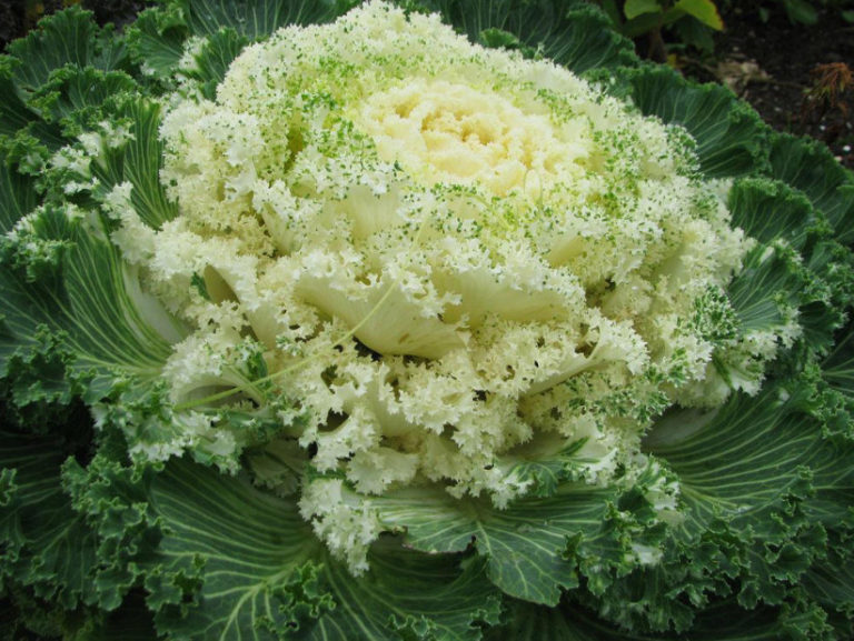 Decorative Cabbage: Planting and Care, Types and Varieties (Part 2)