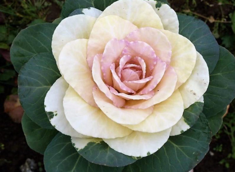 Decorative Cabbage: Planting and Care, Types and Varieties (Part 2)