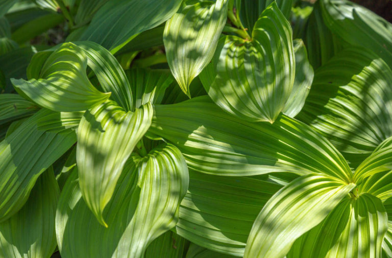Veratrum: Description, Types, Growing in the Garden - Best Landscape Ideas
