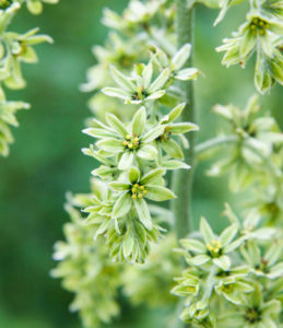 Veratrum: Description, Types, Growing in the Garden