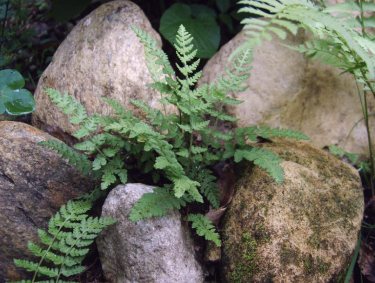 Rock Ferns in Garden Design - Best Landscape Ideas
