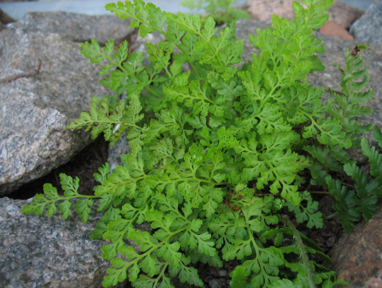 Rock Ferns in Garden Design