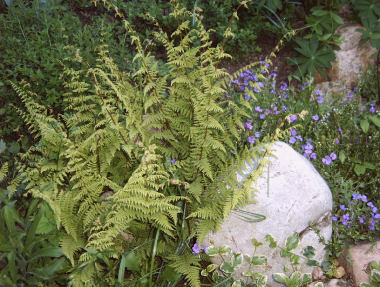 Rock Ferns in Garden Design