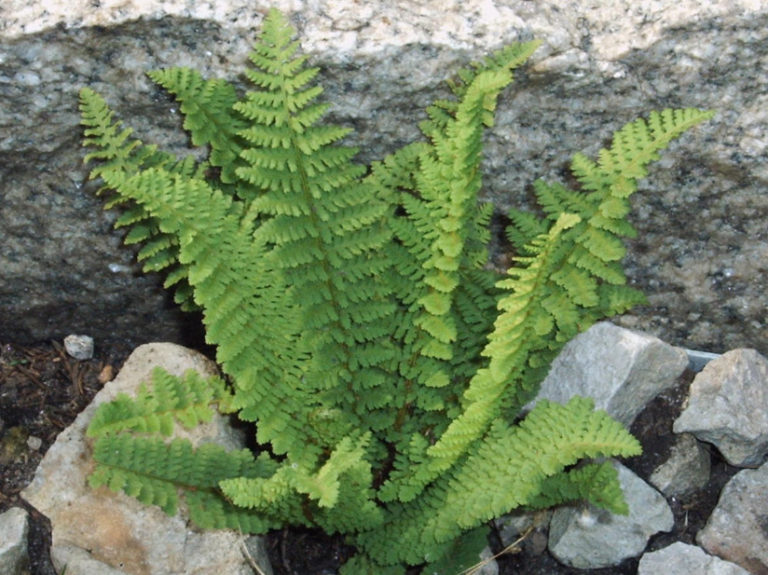Rock Ferns in Garden Design