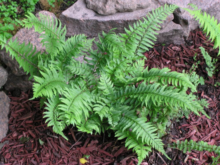 Rock Ferns in Garden Design