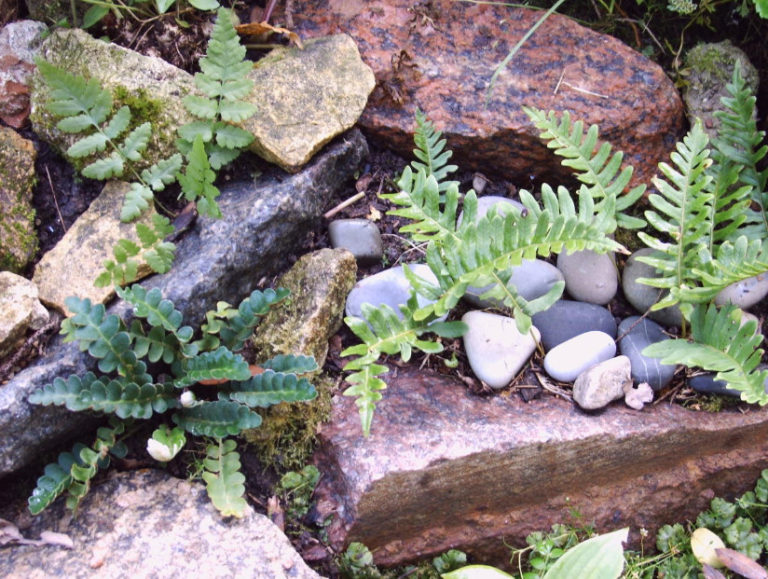Rock Ferns in Garden Design