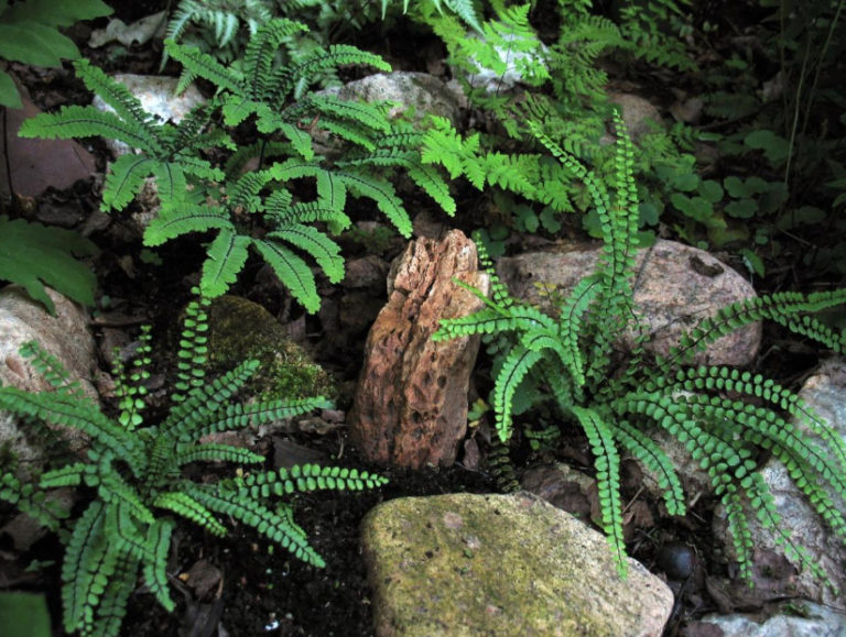 Rock Ferns in Garden Design